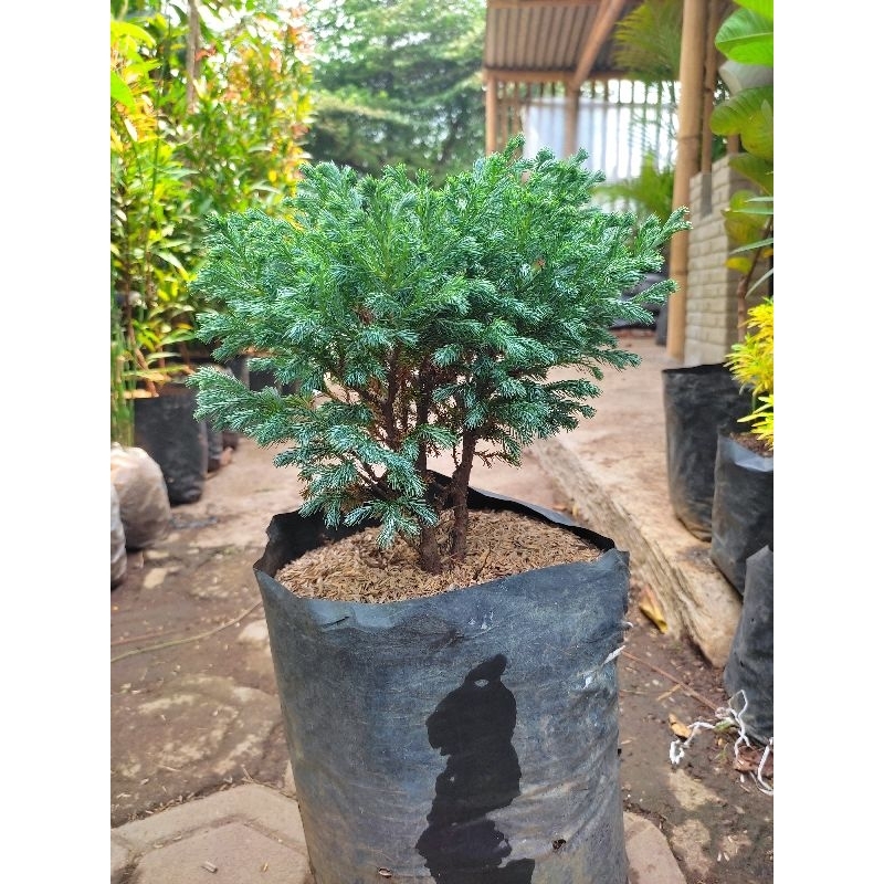 Jual TANAMAN CEMARA PERAK TINGGI 35 CM | Shopee Indonesia