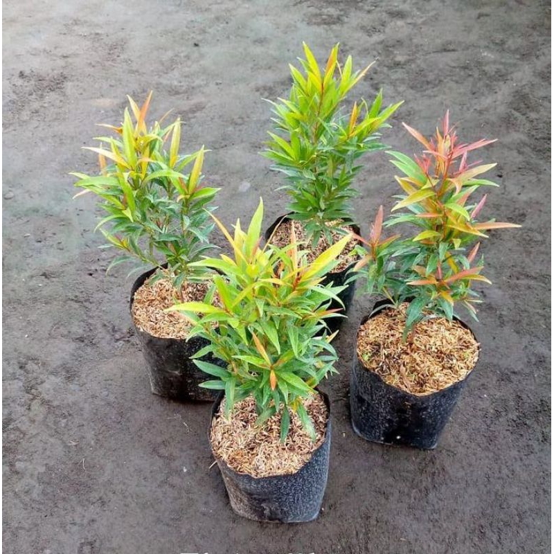 Jual bibit tanaman hias pucuk merah | Shopee Indonesia