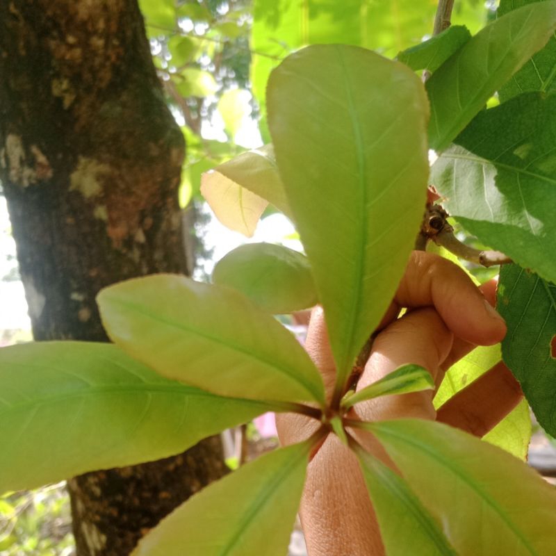 Jual Daun putat segar (per 500gram) | Shopee Indonesia