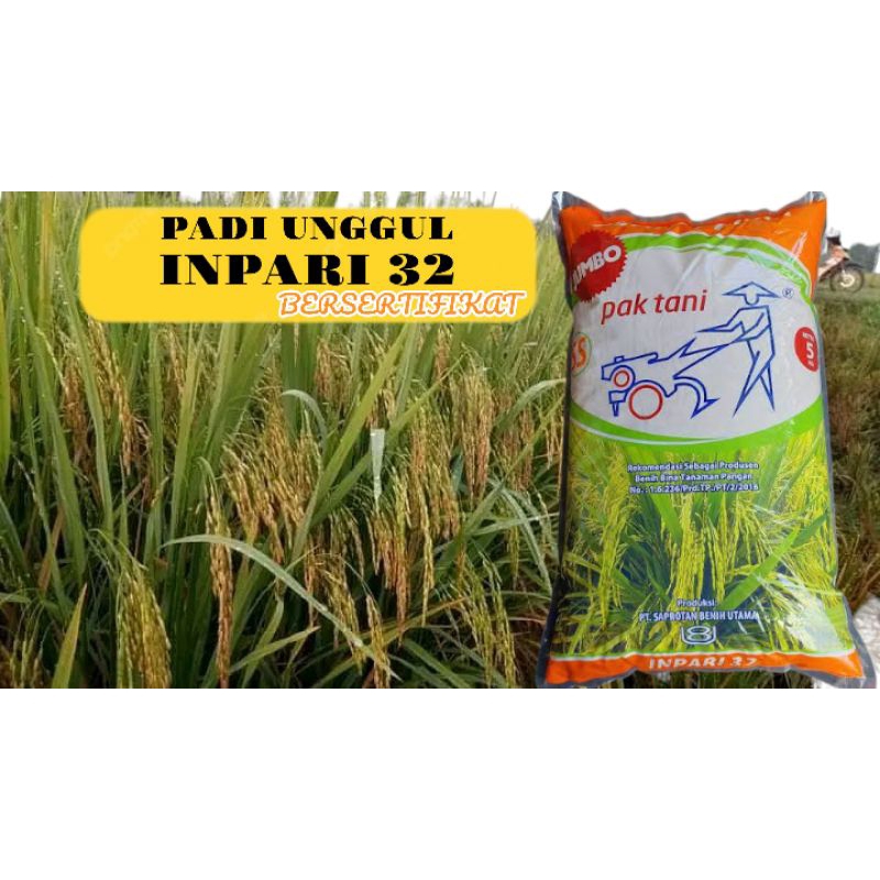 Jual BENIH PADI BERSERTIFIKAT INPARI 32 JUMBO DARI SEMPROTAN kemasan 5KG | Shopee Indonesia