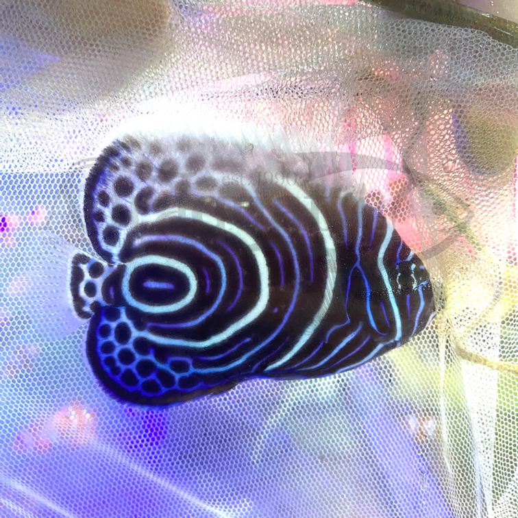 Jual (INSTANT BANDUNG) IKAN HIAS AIR LAUT BLUESTONE ASLI ANGELFISH ...