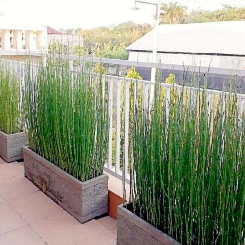 Jual Pohon bambu air rimbun | Shopee Indonesia