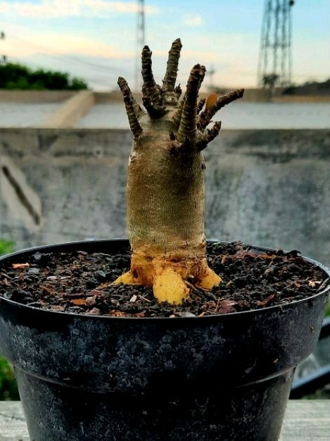 Jual JUAL ADENIUM BLACK NOMSOD AKAR EMAS YELLOW KUNING | Shopee Indonesia