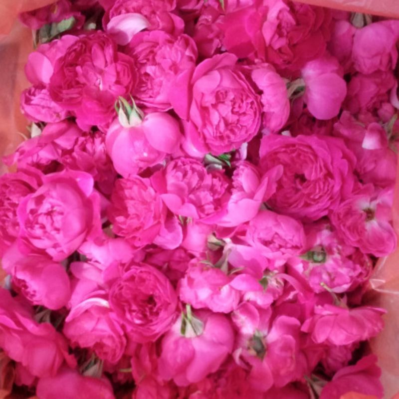 Jual Bunga Mawar Segar Tabur isi 50 Mawar Untuk Pelengkap Tabur Makam ...