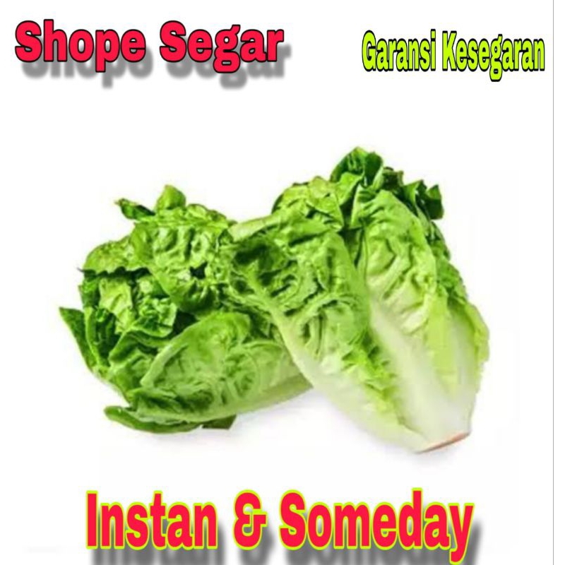 Jual Sayur Roman Selada romance Sayur Salad Fresh | Shopee Indonesia