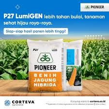 Jual Benih Jagung Hybrida Pioneer P27 LUMIGEN | Shopee Indonesia