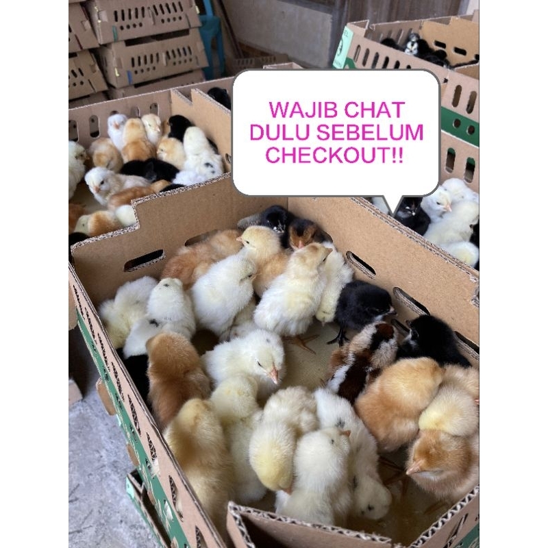 Jual DOC AYAM KAMPUNG SUPER/JOPER DOUBLE VASKIN MERK PANDAN WANGI ISI ...
