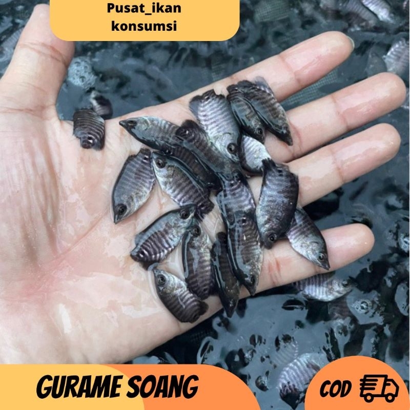 Jual Paketan 50 Bubit Gurame Soang Ngeramo | Shopee Indonesia