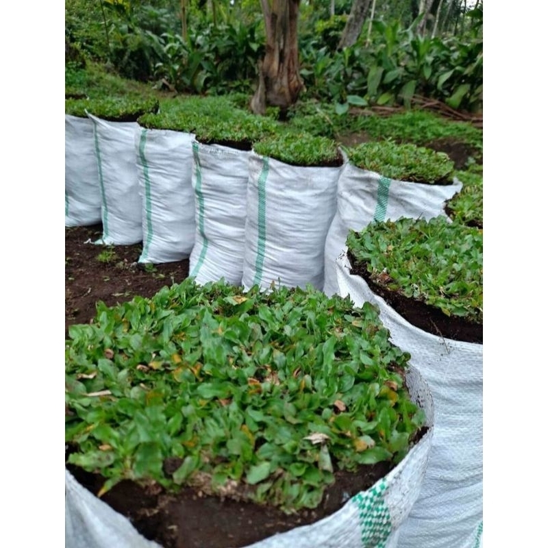 Jual NEGERI HIJAU | Rumput Gajah Mini (1 karung beras) | Shopee Indonesia