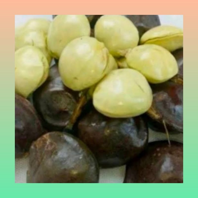 Jual Jengkol lalap mentah 1 kg segar | Jengkol cangkang lalapan ...