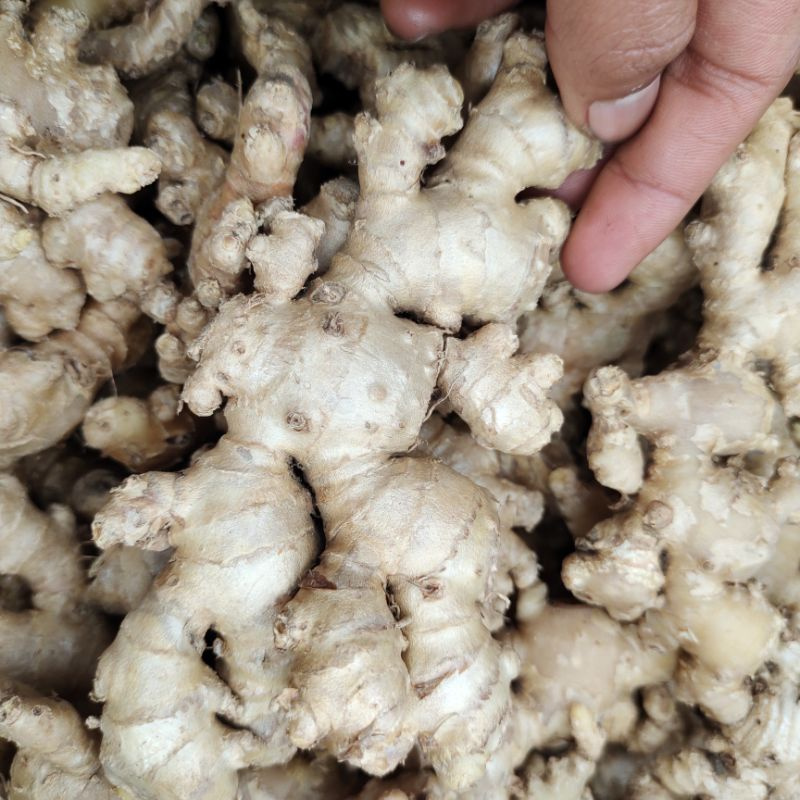 Jual Jahe emprit segar 1kg jahe fresh packing kardus | Shopee Indonesia