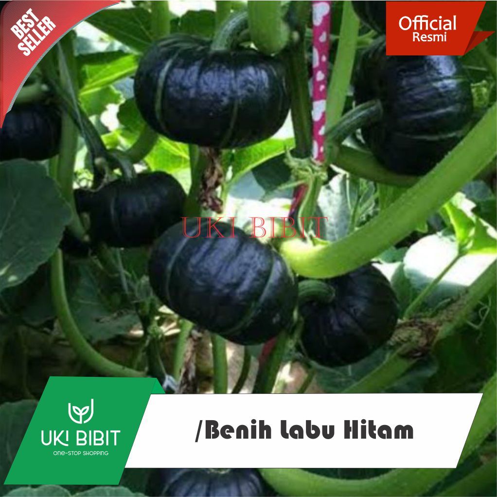 Jual ( 1 Pack ) Benih Labu Hitam | Black Futtsu | Shopee Indonesia