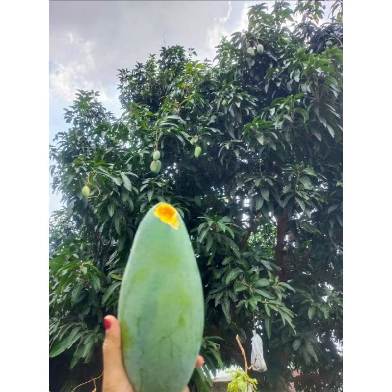 Jual Mangga Kiojay Tua Pohon Premium 1 Buah 800 gram - 900 gram ...