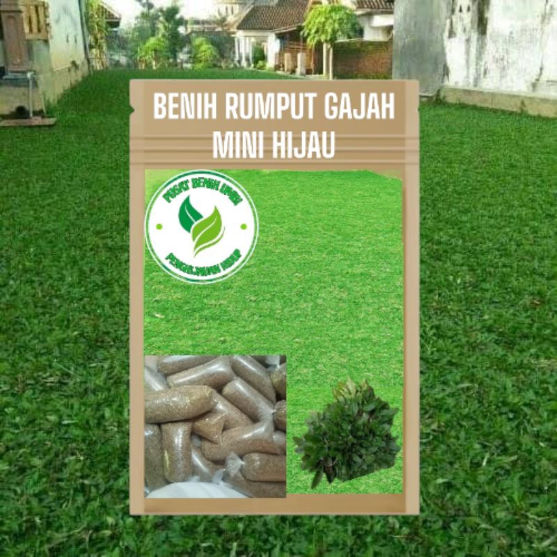Jual Benih rumput gajah mini hijau kemasan 5kg - bibit rumput gajah ...