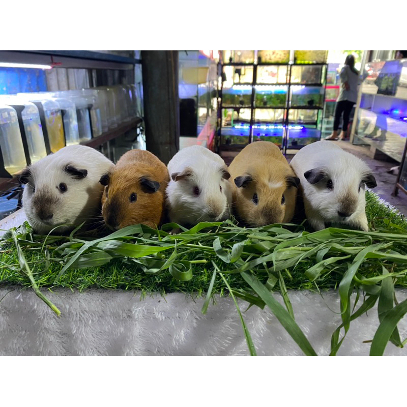 Jual guinea pig california/marmut hias california | Shopee Indonesia