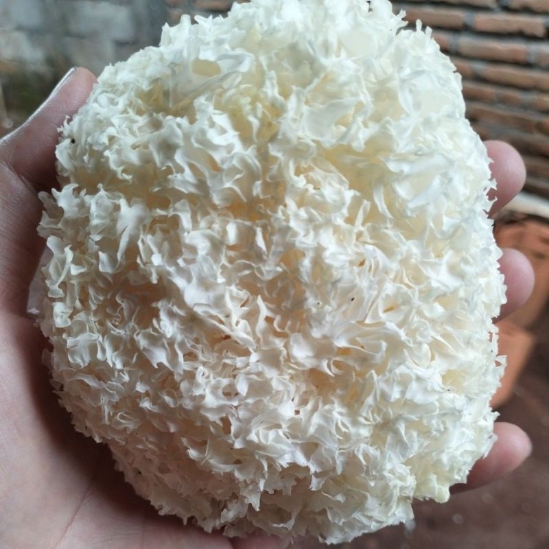 Jual jamur es/jamur salju/jamur putih kering/white fugus 30 gram (1 ...