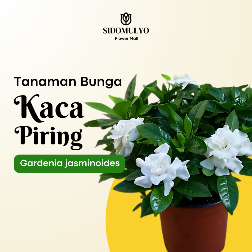 Jual Tanaman Hias Kaca Piring - Bunga Kacapiring Gardenia Putih Tinggi ...