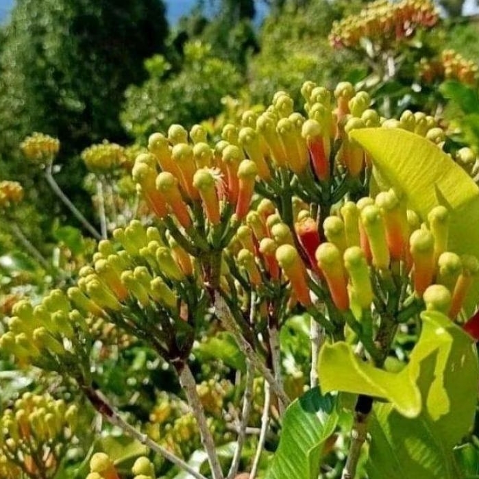 Jual Tanaman Cengkeh / Cloves Plants / ( Syzygium aromaticum ) | Shopee ...