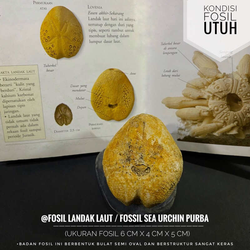 Jual Fosil Landak Laut Purba Natural B15 atau Fossil Sea Urchin atau ...