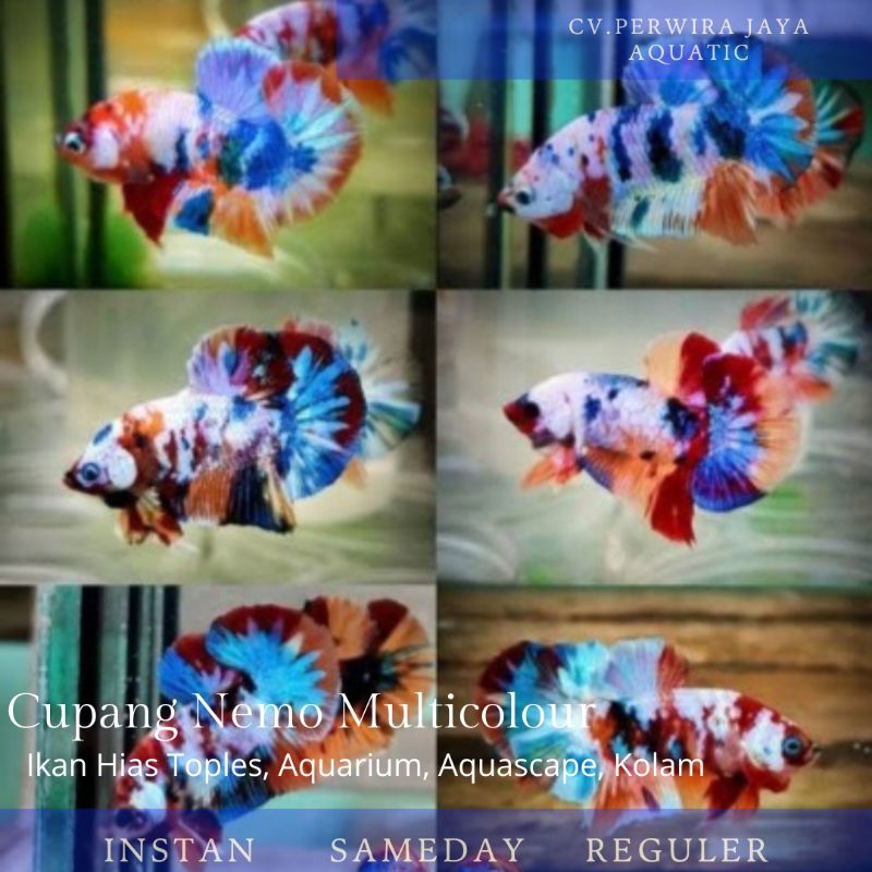 Jual Cupang Hias Nemo Multicolour Sepasang Cocok Untuk Ternak ...