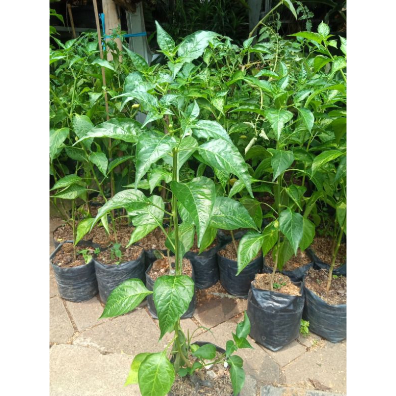 Jual Tanaman Cabai Rawit setan/Rawit domba | Shopee Indonesia