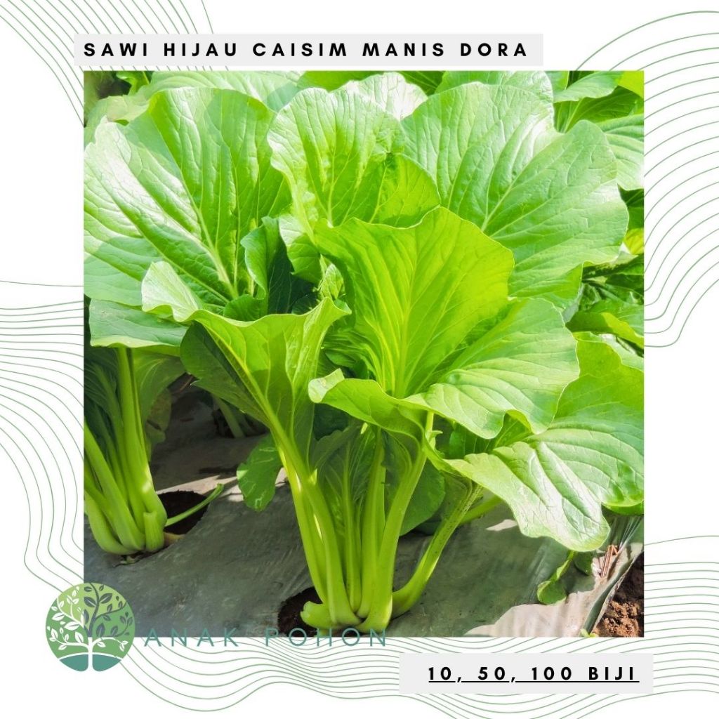 Jual Benih Bibit Biji - Sawi Hijau Manis Dora / Sawi Bakso Mie Ayam ...