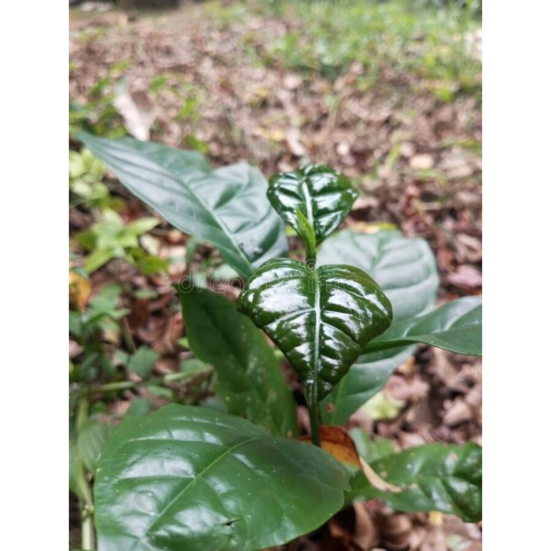 Jual daun kopi super presh harga per lembar | Shopee Indonesia