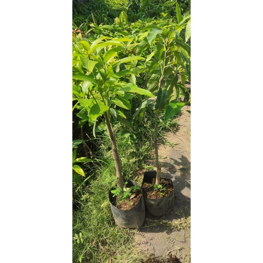 Jual Bibit Mangga Bonsai ALL JENIS Batang Besar Siap Bunga Buah ...