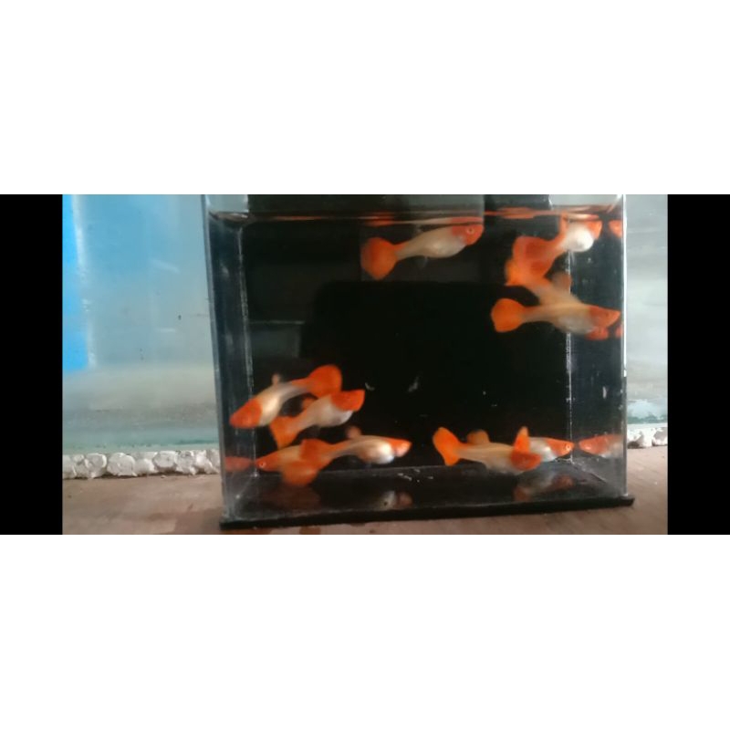 Jual Pakan Guppy Betina Albino Koi Gen Red Ear | Shopee Indonesia