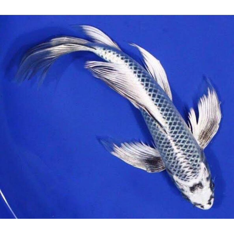Jual (BERGARANSI) koi kumpai platinum slayer putih corak sisik naga uk ...