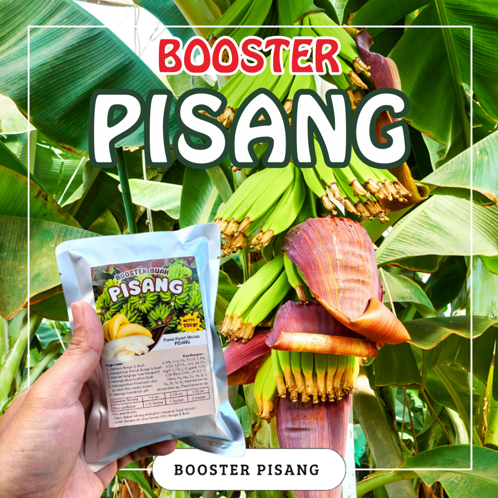 Jual Booster Pisang / Pupuk Booster Hayati Khusus Tanaman Pisang | Shopee Indonesia