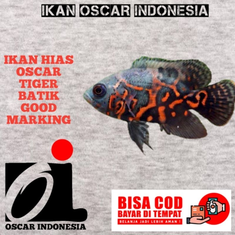 Jual Oscar Tiger batik GM 7-8cm | Shopee Indonesia
