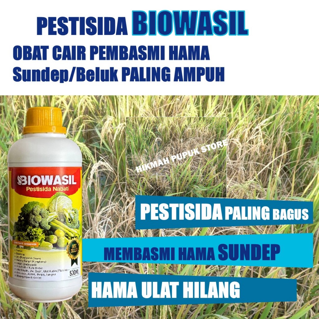 Jual Obat Tanaman PADI Sawah Membasmi Sundep Beluk Hama Pada Buah Padi ...