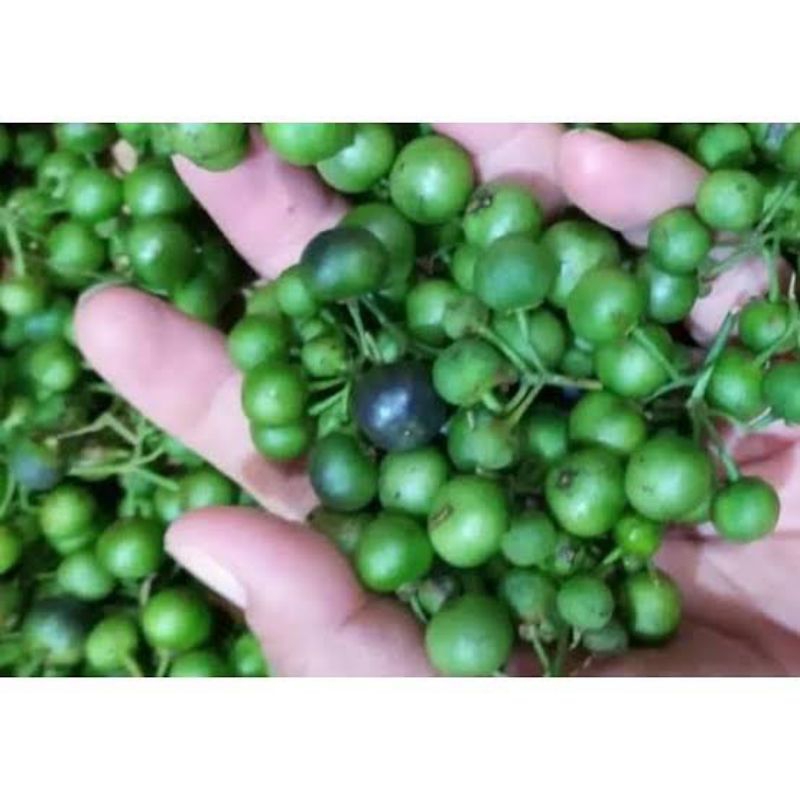 Jual buah leunca khas sunda segar250g | Shopee Indonesia