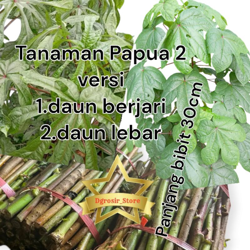 Jual 50cm TELO PAPUA pakan ternak kambing harga per biji | Shopee Indonesia