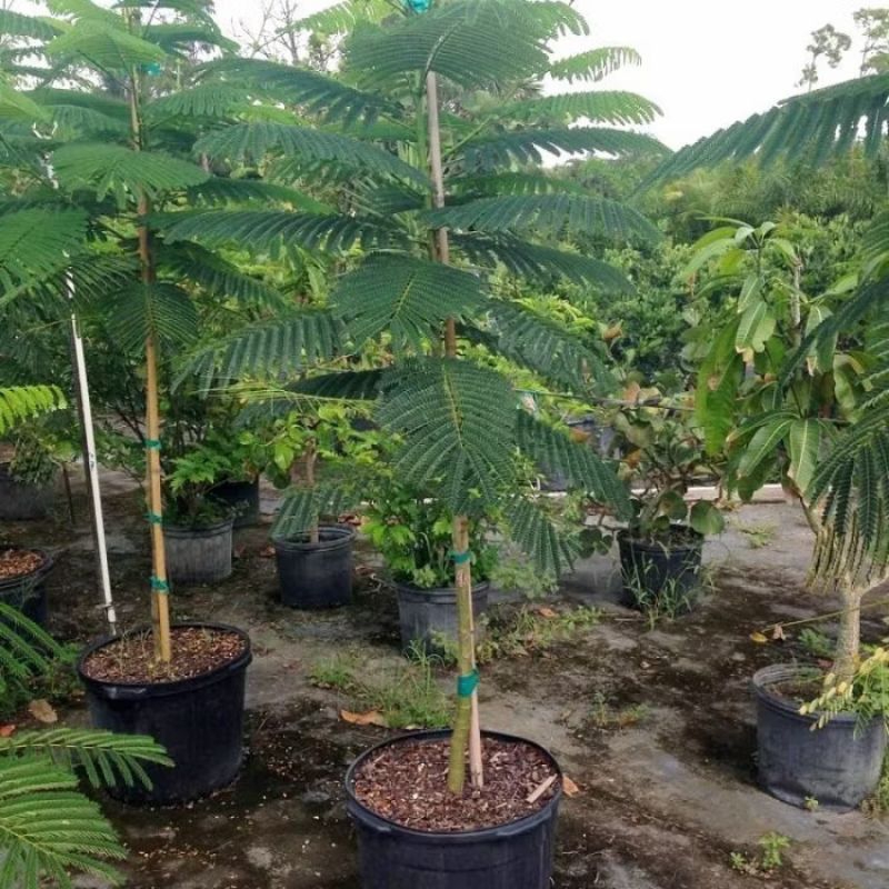 Jual Tanaman Hias Flamboyan tinggi 1 -2 meter//ada 2 varian bunga ...