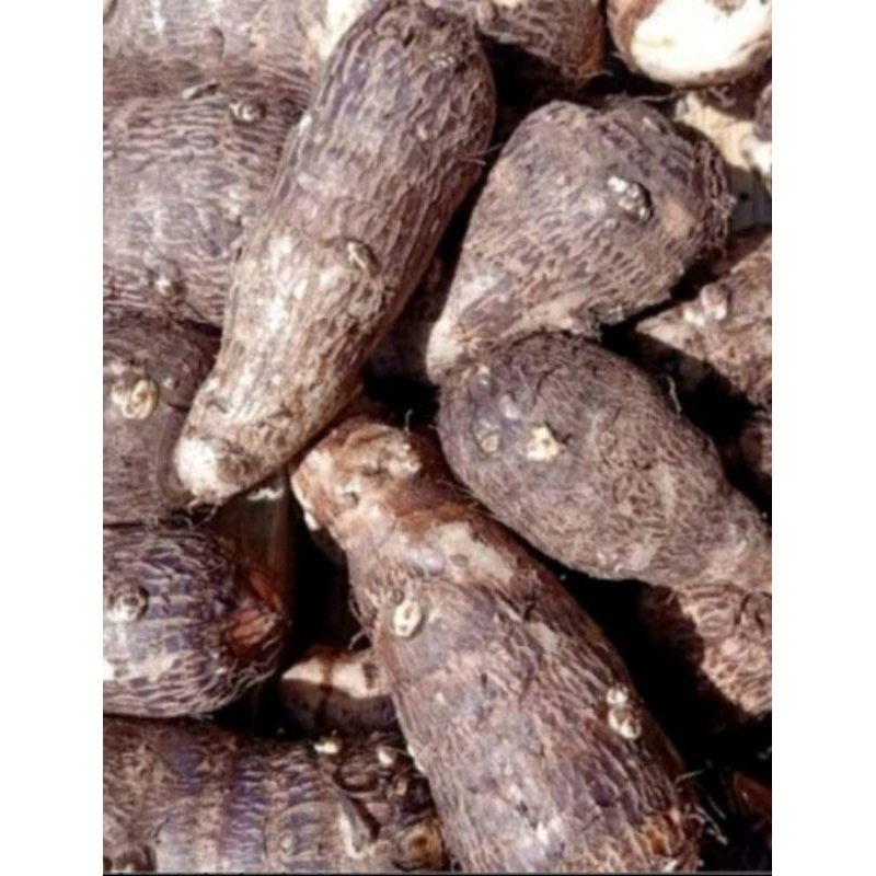 Jual ubi entik / ubi tales makanan khas jaman dulu murah 1kg | Shopee ...