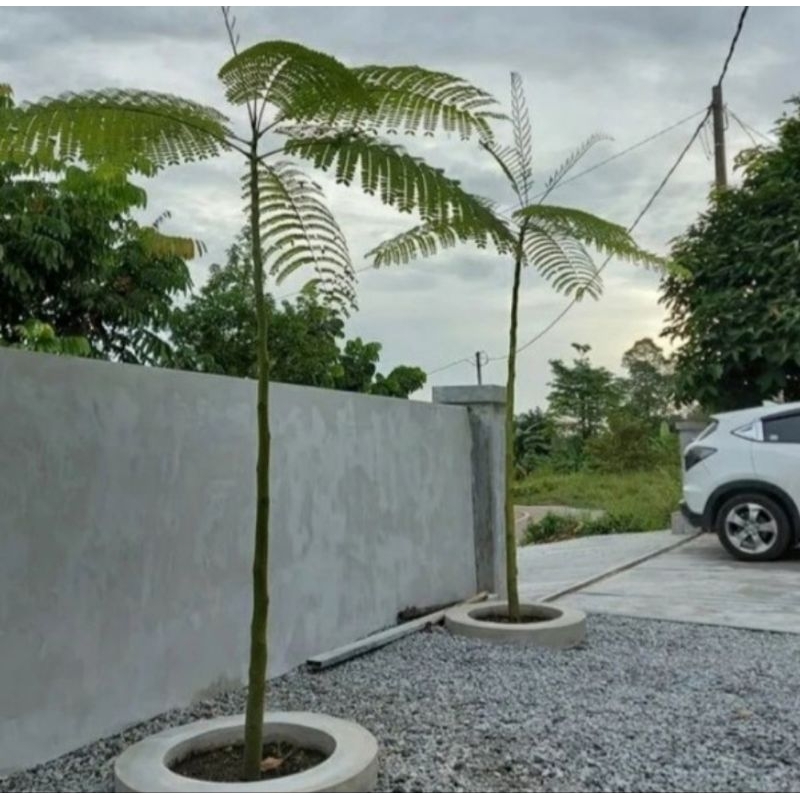 Jual tanaman solobium tinggi 2 meter pakis brazil | Shopee Indonesia