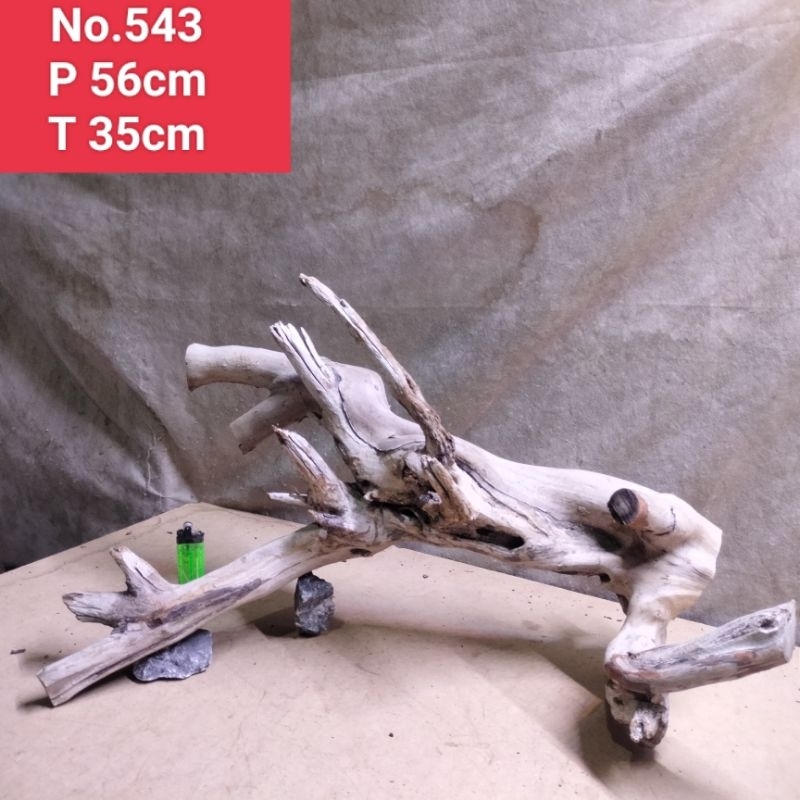 Jual batang kayu santigi laut akar dekorasi aquarium aquascape 543 ...