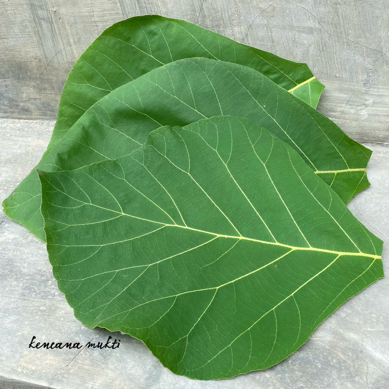 Jual Daun Jati Segar | Daun Jati Fresh | Daun Jati Pilihan | Shopee ...