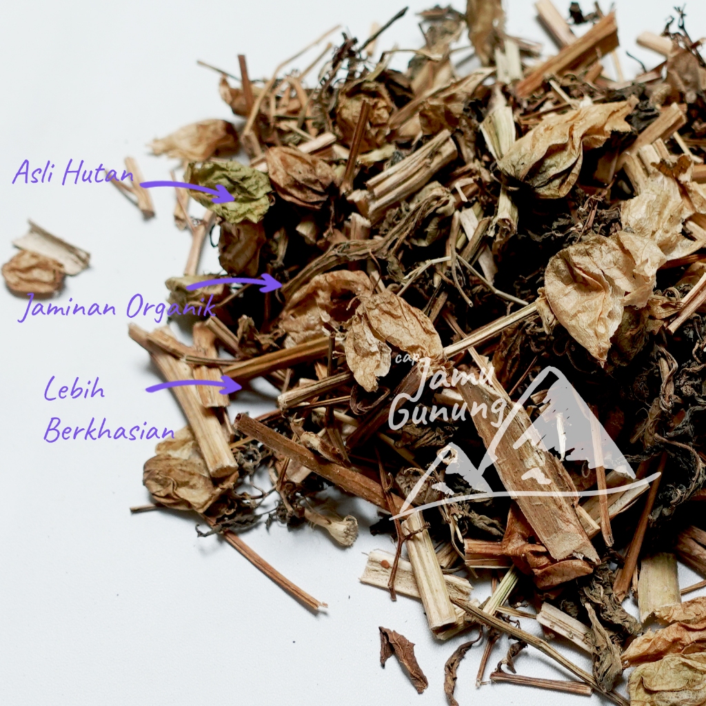 Jual Daun Ciplukan Kering 250gr Asli Cecendet | Shopee Indonesia