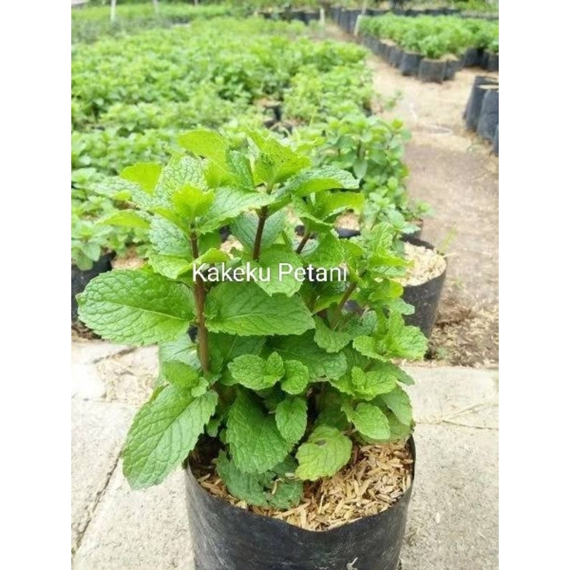 Jual BIBIT TANAMAN DAUN MINT RIMBUN SUPER | Shopee Indonesia