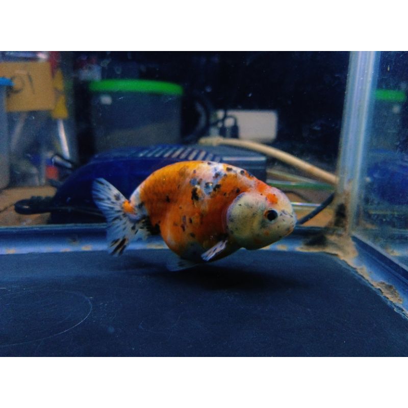 Jual koki ranchu lionchu calico | Shopee Indonesia