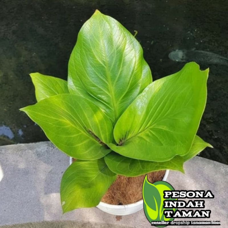 Jual Jemai cobra catalog roset - Anthurium jemani | Shopee Indonesia