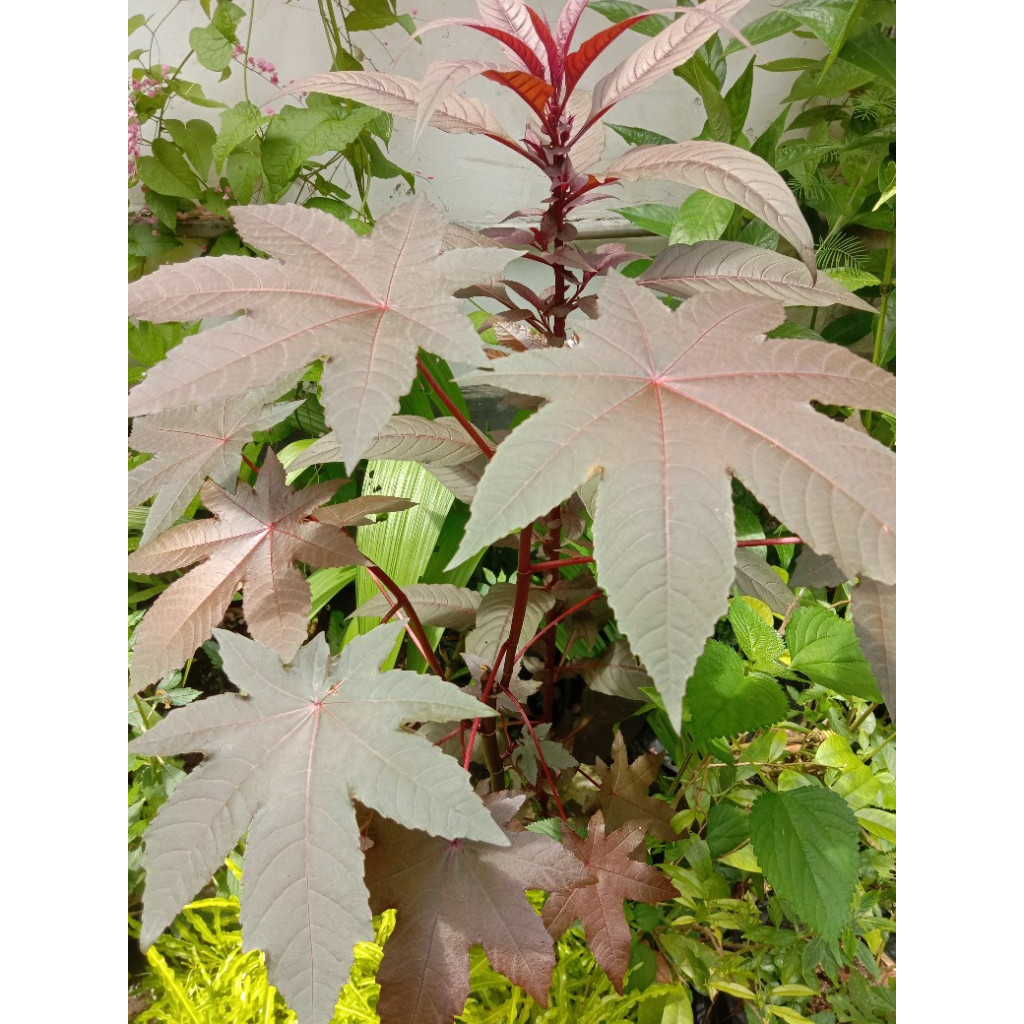 Jual tanaman obat jarak merhah | Shopee Indonesia