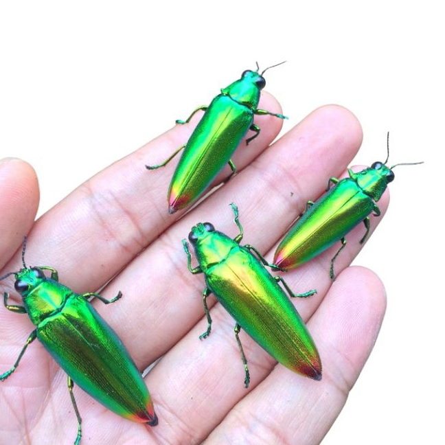 Jual Samber Lilin Hidup / Samber iler / Kumbang Hijau / Kumbang Permata ...