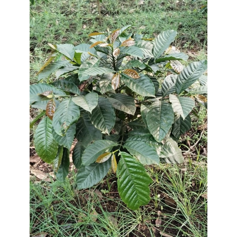 Jual daun kopi pilihan segar 500grm | Shopee Indonesia