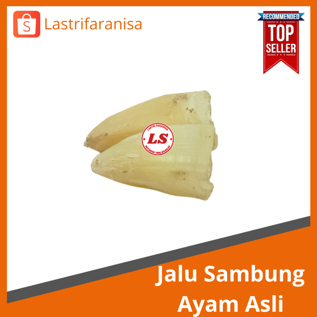 Jual Jalu Sambung Ayam 2 CM, Jalu Sambung, Taji Sambung Ukuran 2 CM ...