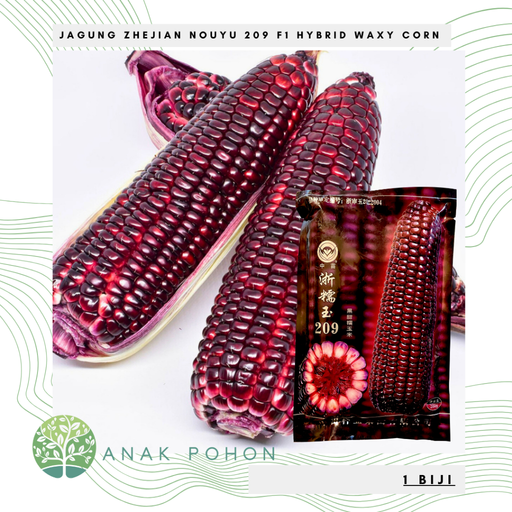Jual Benih Bibit Biji - Jagung Zhejian Nouyu 209 F1 Hybrid Jagung Ketan ...