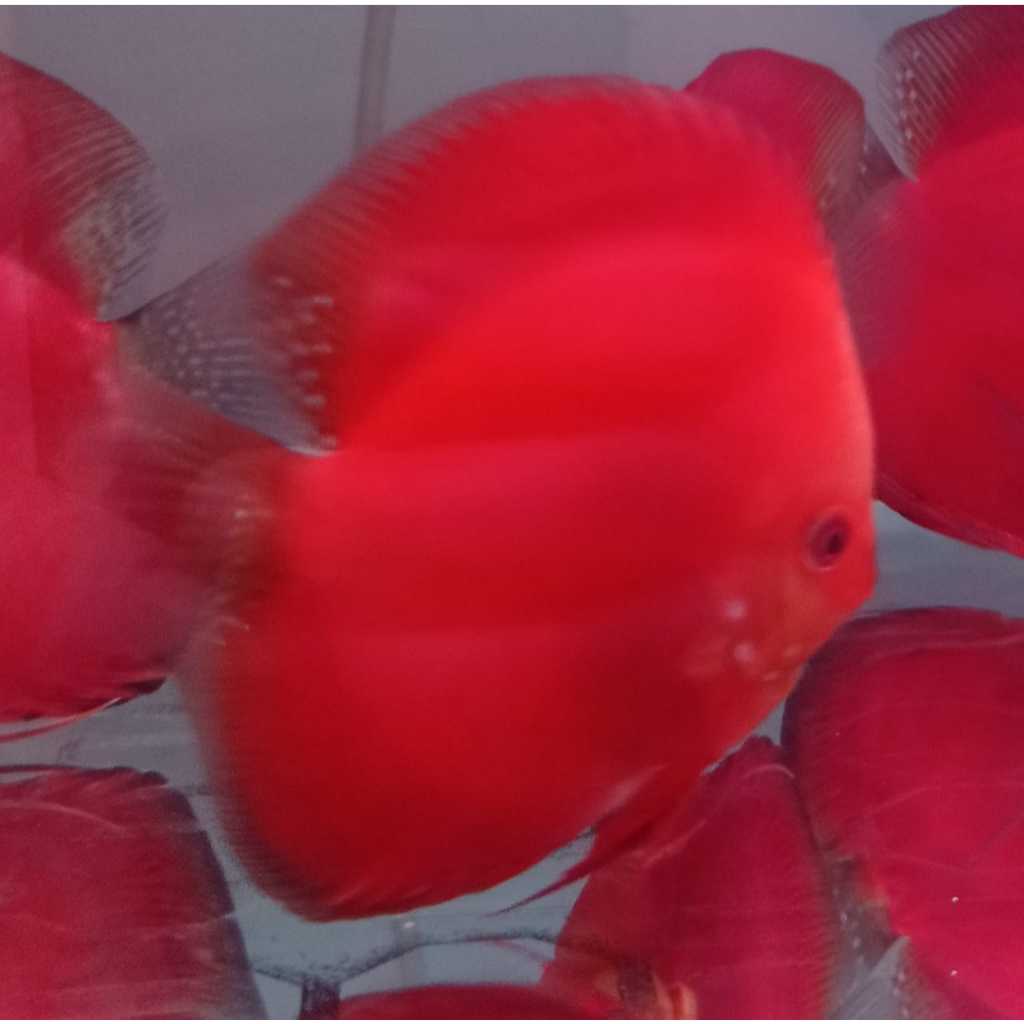Jual Ikan Discus Super Red Melon HB 1,5 cm s/d 5 inch | Shopee Indonesia
